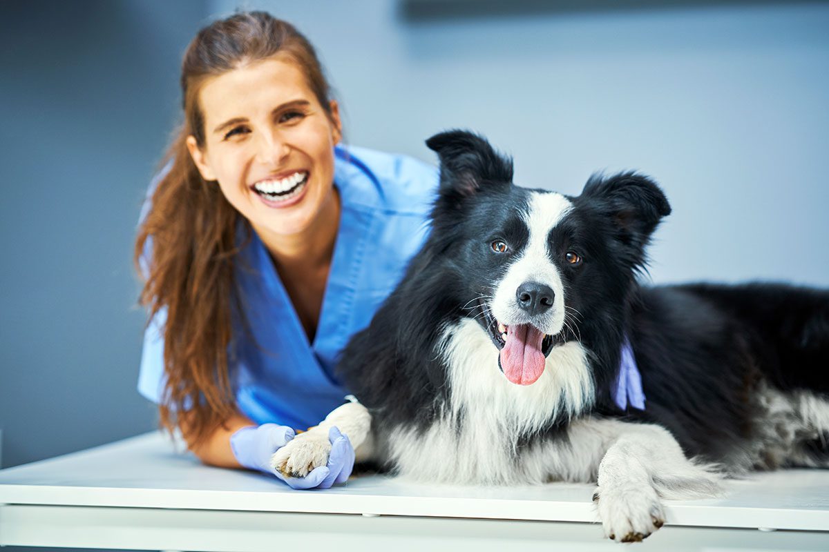 Dog, Cat and Exotic Pet Ultrasound in Dubuque, IA | PetMed Animal ...